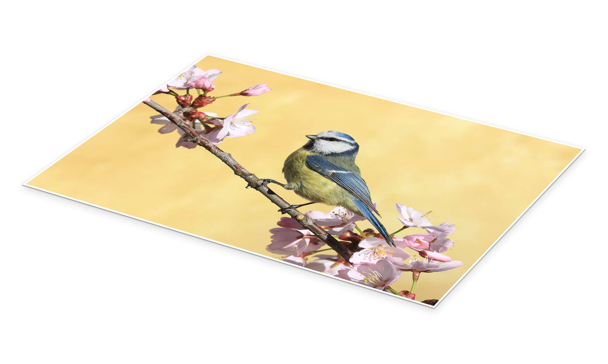 Poster Blaumeise auf einem Kirschzweig - Uwe Fuchs | eBay